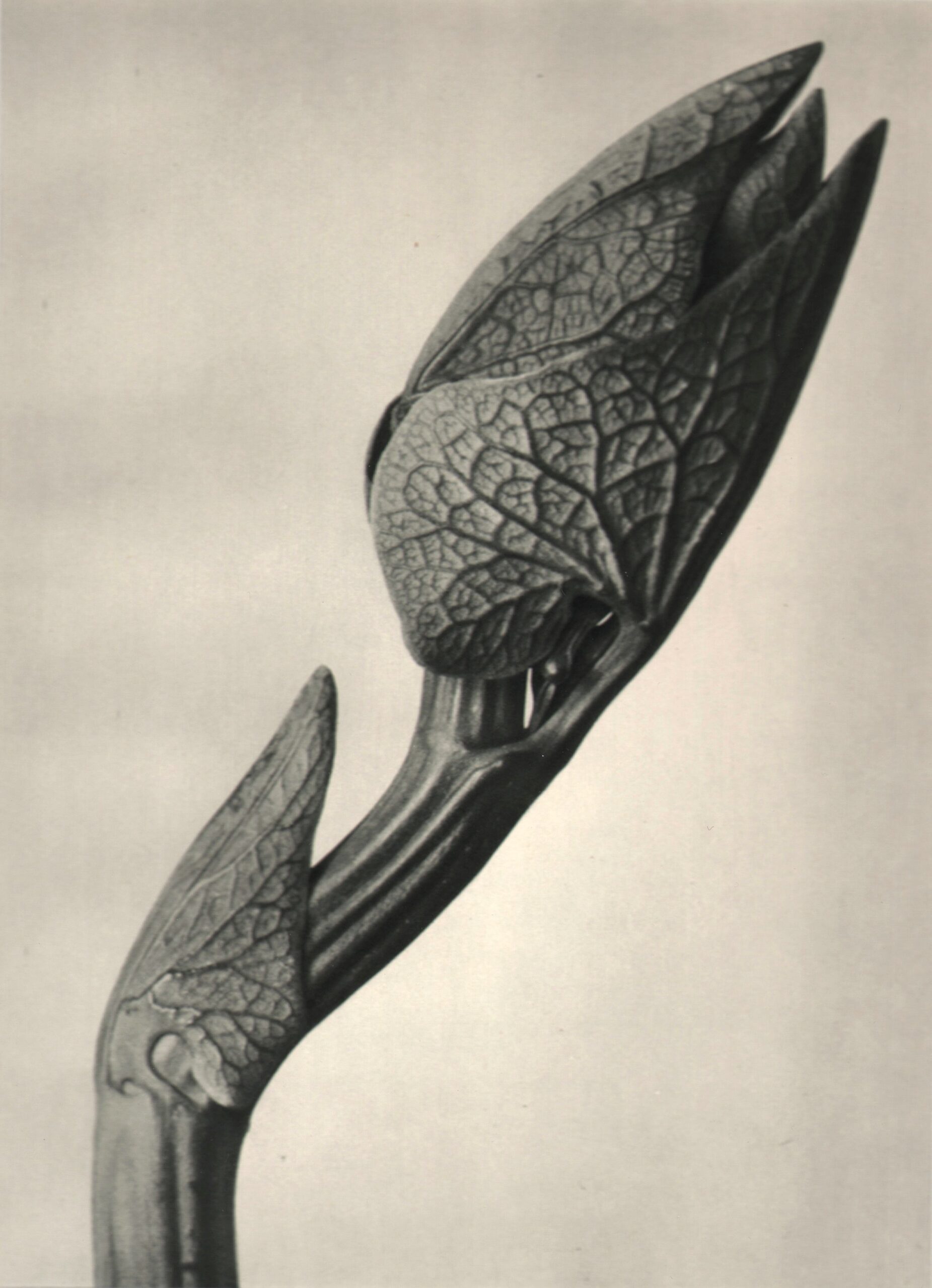 Atlas Gallery | Fine Art PhotographyKarl Blossfeldt - Atlas Gallery ...